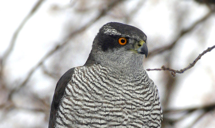 Community Encounters: Goshawk - Jackson Hole Conservation Alliance