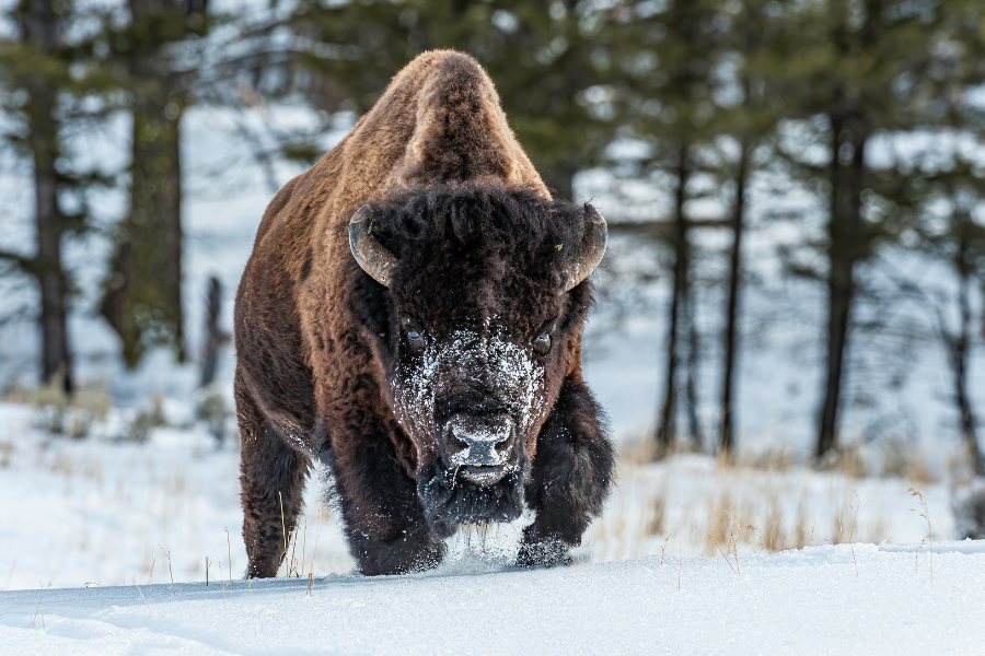 Wildlife spotlight: Bison - Jackson Hole Conservation Alliance
