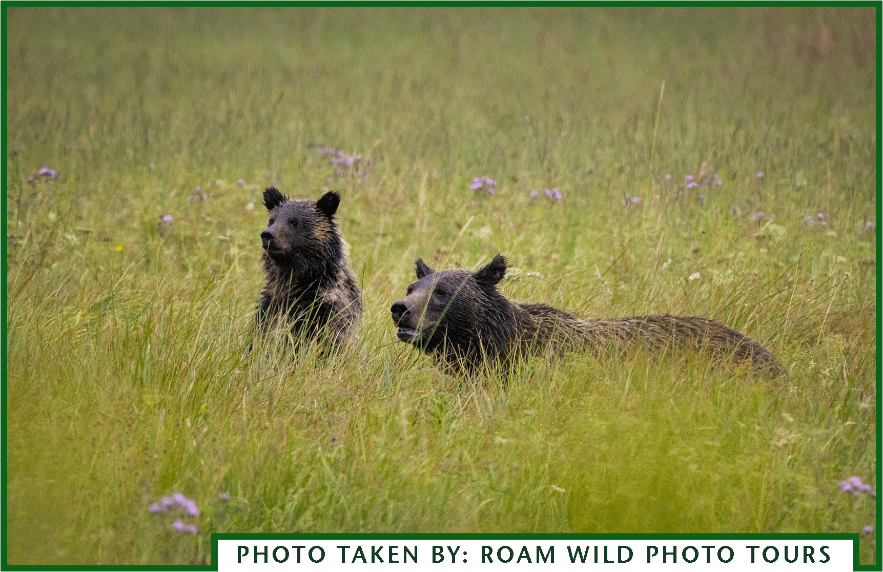 Grizzly 399 and her “Absolutely Gigantic” cub emerge again and swing ...